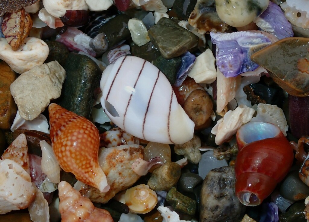 Pink Bubble Snail from Arrawarra NSW 2456, Australia on January 16 ...