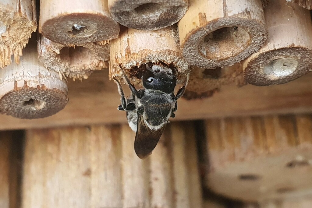 Leafcutter, Mortar, and Resin Bees from Melbourne VIC, Australia on ...