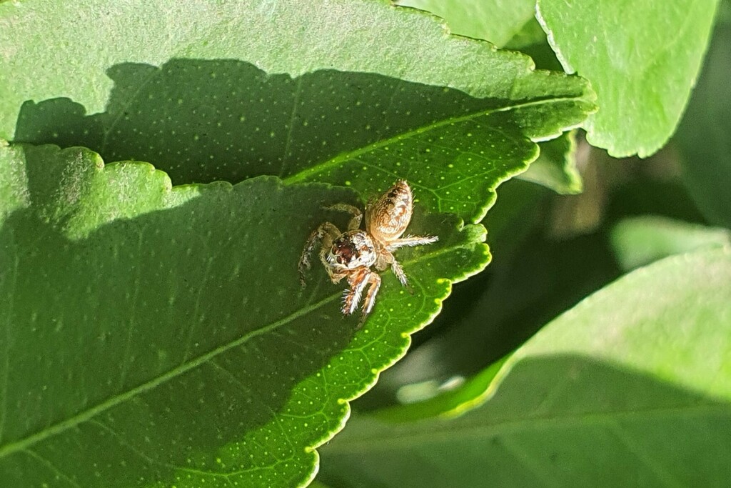 Garden Jumping Spiders in January 2024 by Garry French · iNaturalist