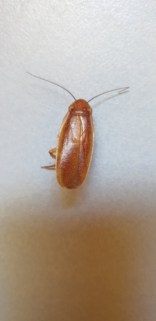 Giant and Wood Cockroaches from Grantville VIC 3984, Australia on ...