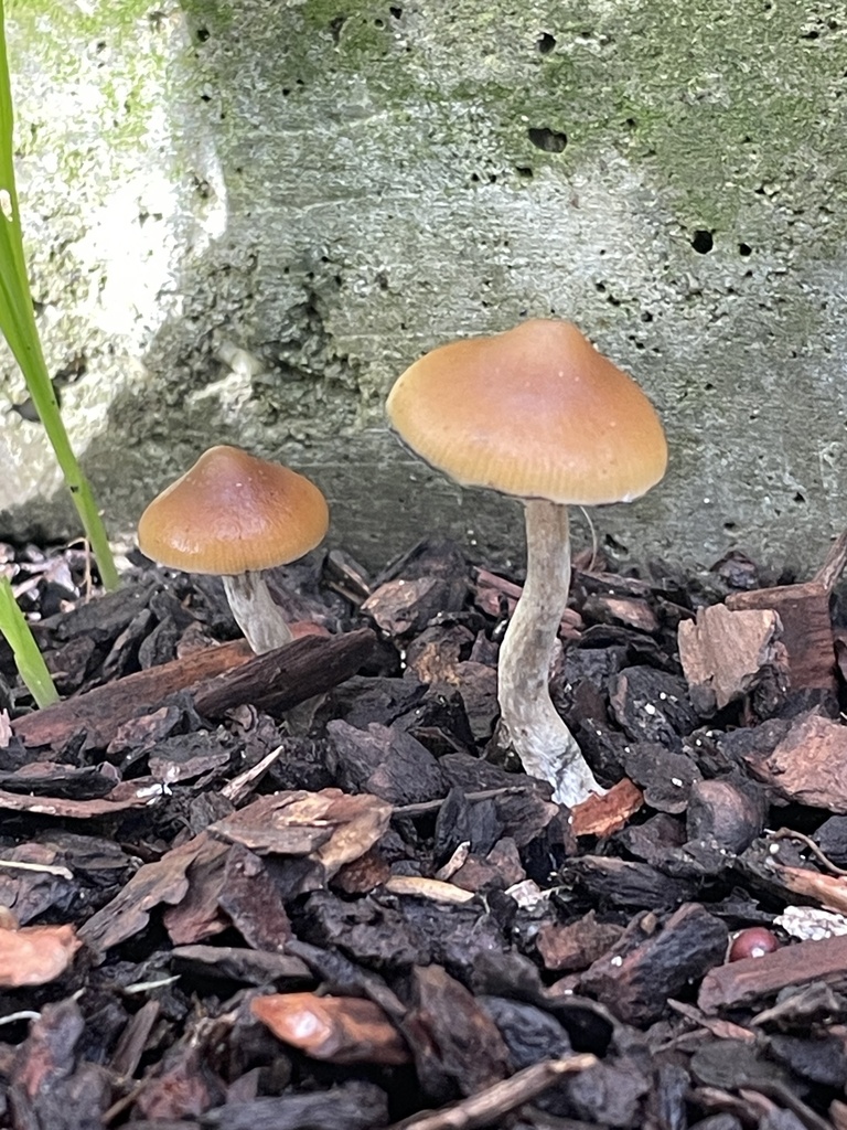 Psilocybe azurescens in January 2024 by Damon Tighe · iNaturalist