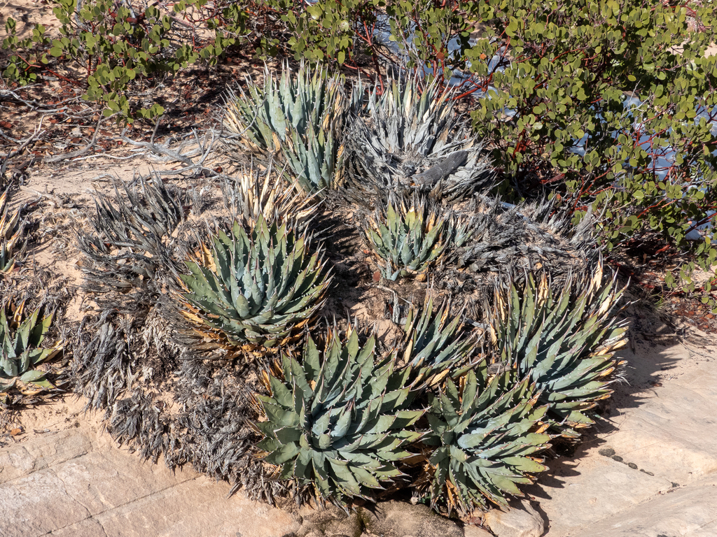 Agave utahensis utahensis in January 2024 by David Martin · iNaturalist