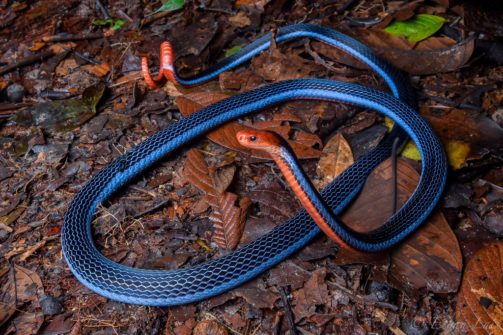 Blue Malaysian Coralsnake from Central Catchment Nature Reserve, SG on ...