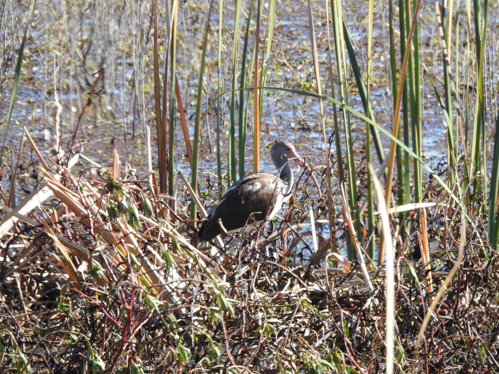 White Ibis from Jasper County, SC, USA on January 17, 2024 at 12:06 PM ...