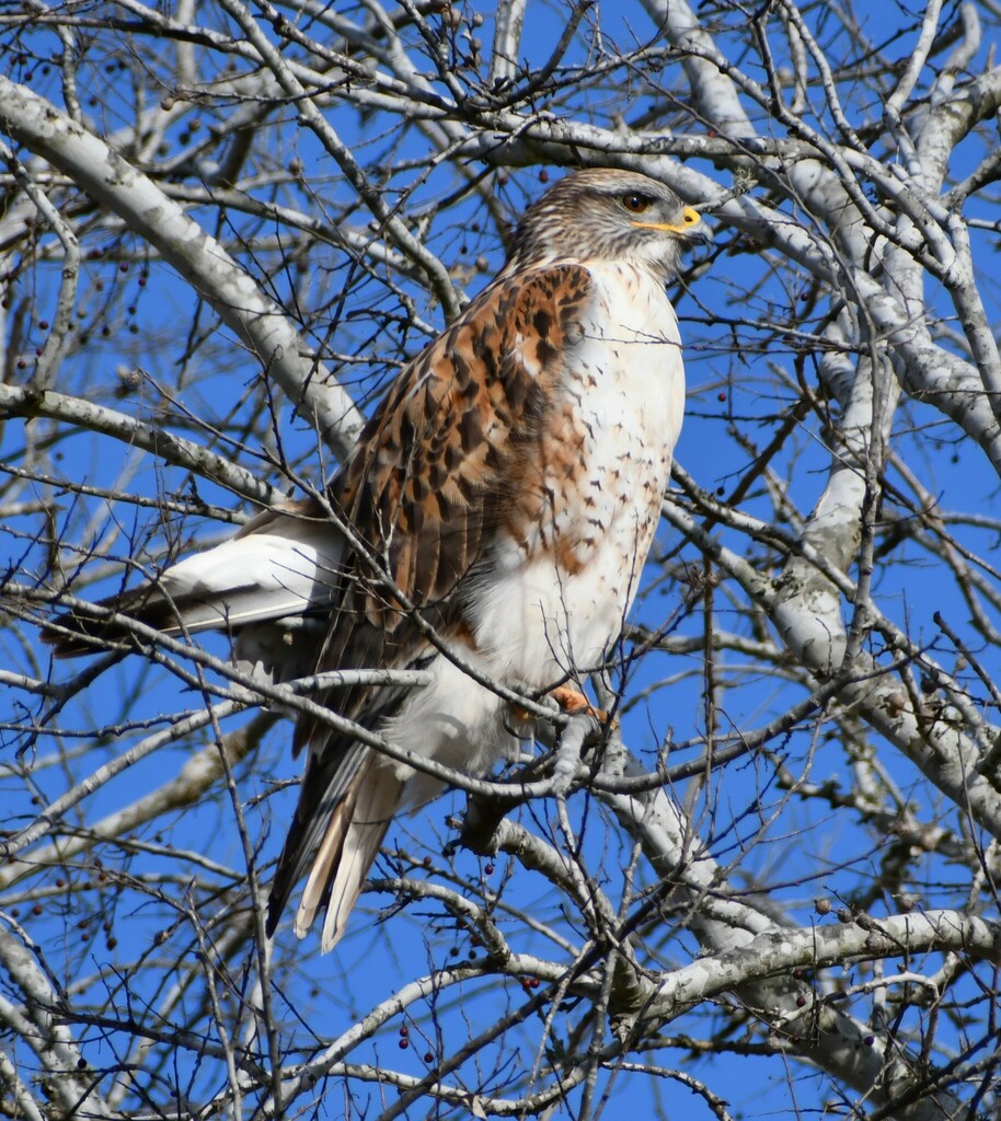 Ferruginous Hawk from Jim Wells County, TX, USA on January 17, 2024 at ...