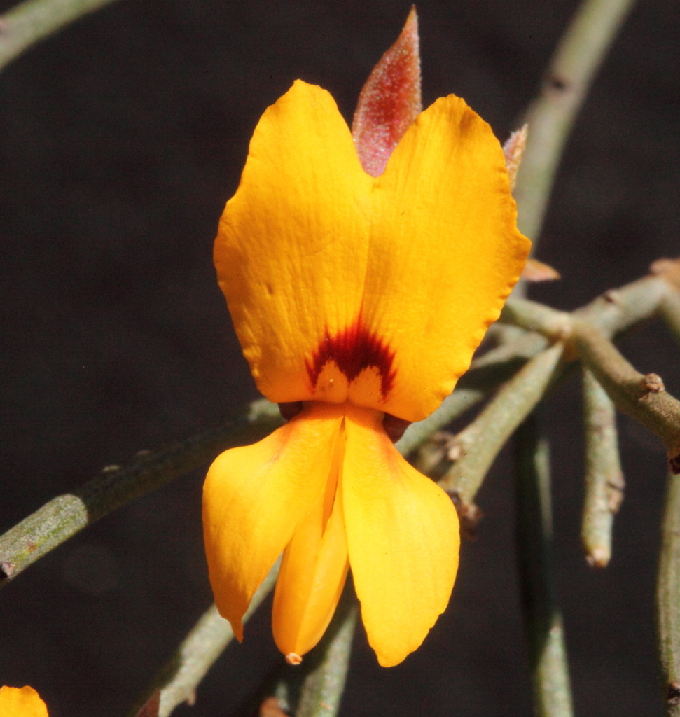 Jacksonia viscosa from Ravensthorpe WA 6346, Australia on March 25 ...