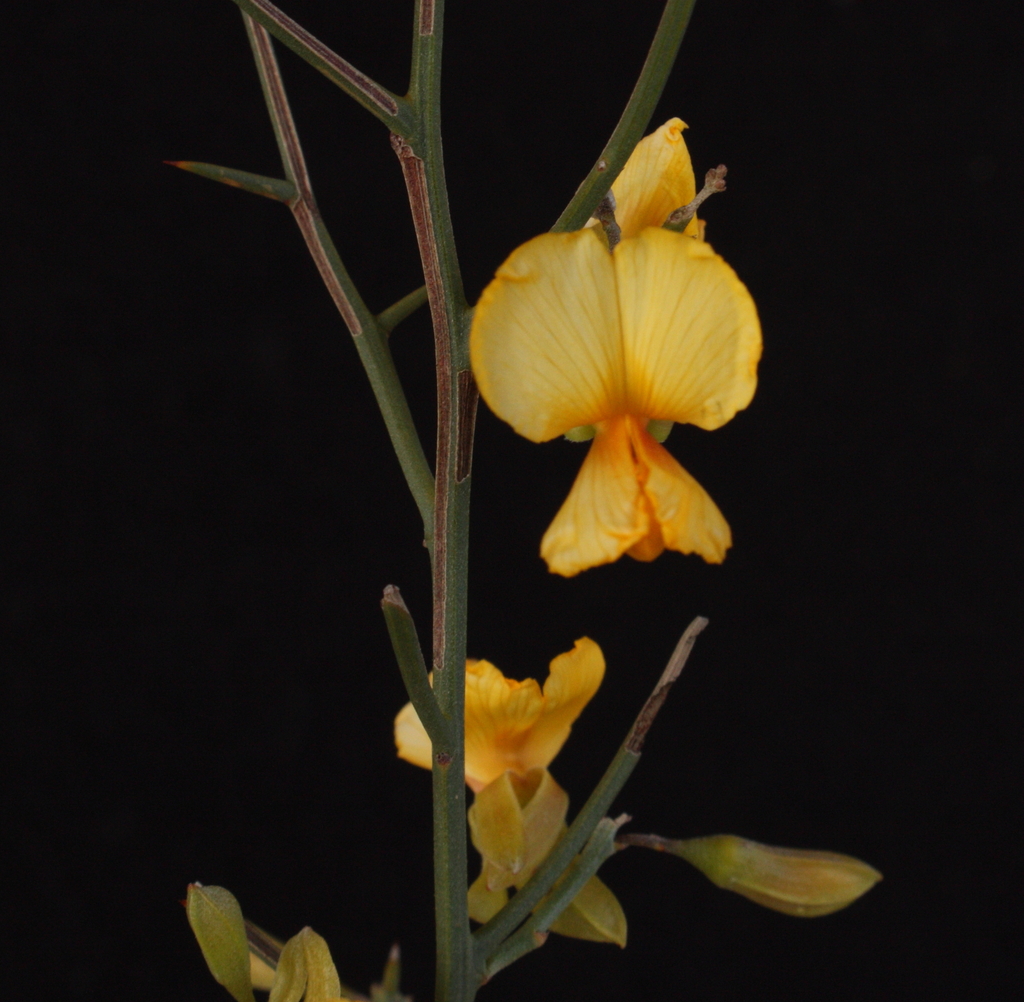 Jacksonia rigida from Eurardy WA 6532, Australia on August 26, 2021 at ...