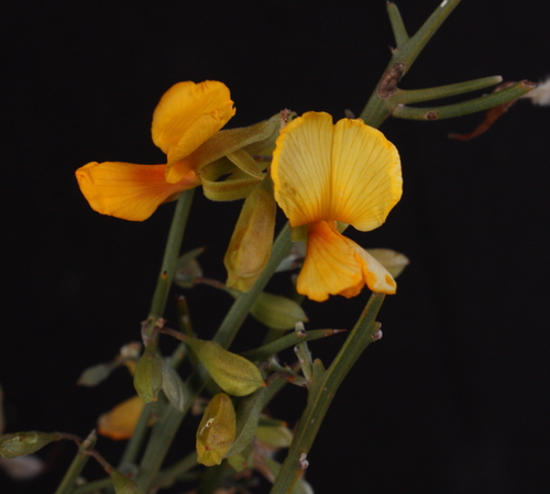 Geraldton Hills - IBRA subregion GES01 Check List · iNaturalist United ...