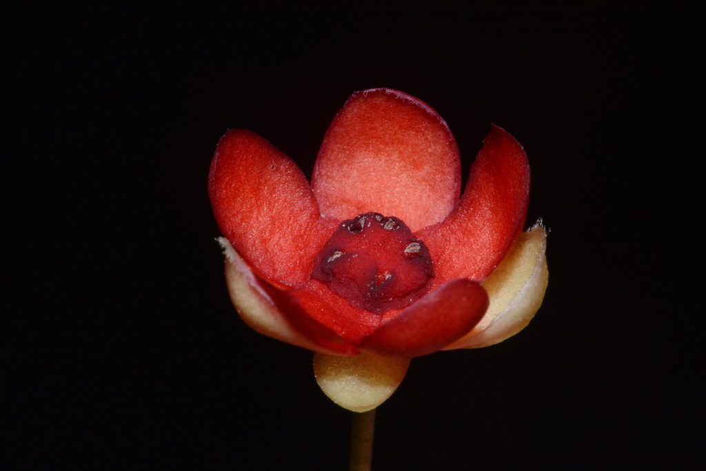 austrobaileya, anises, and allies (Austrobaileyales) - Botanical Realm