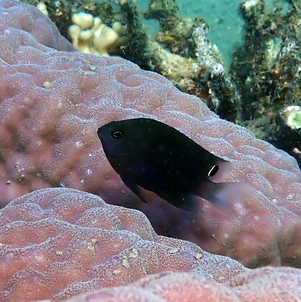 Obscure Damsel (Pomacentrus adelus) - Marine Life Identification