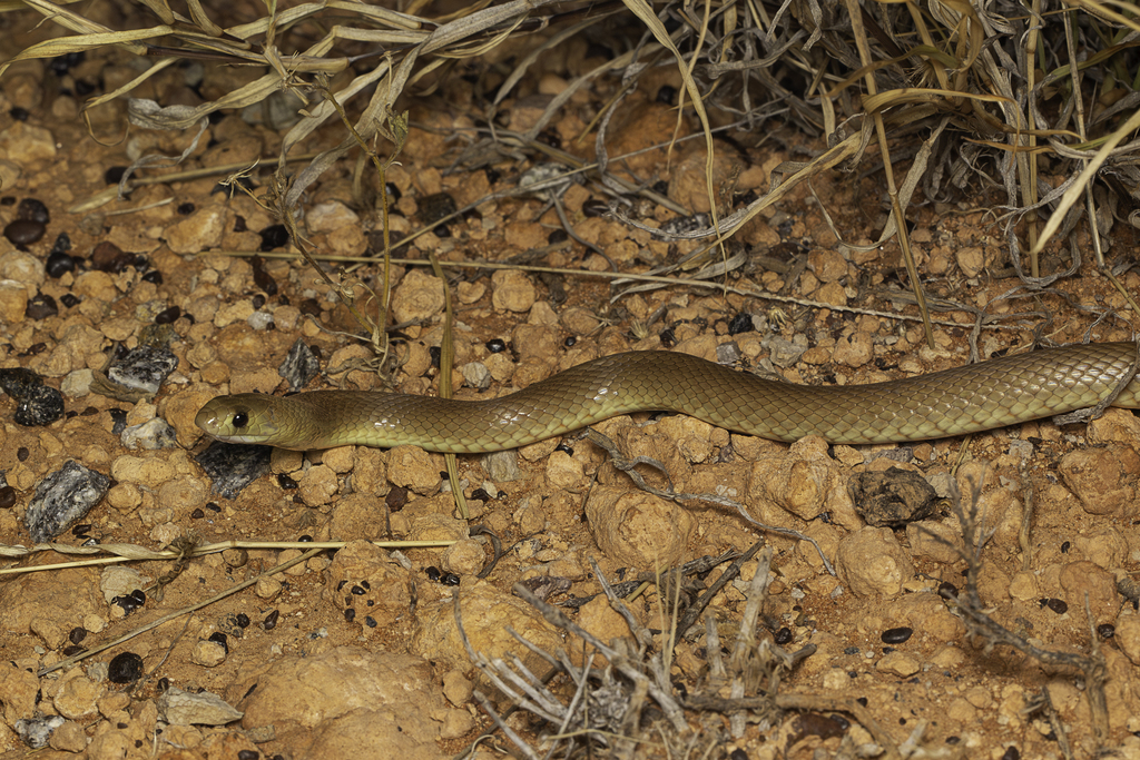 Western Brown Snake from Lasseter Hwy 1, NT, Australia on January 11 ...