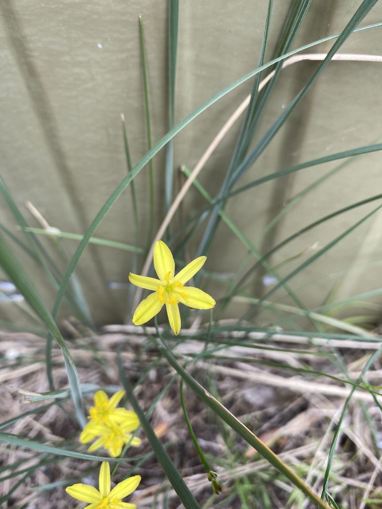 yellow rush-lily from National Park Rd, Loch Sport, VIC, AU on January ...