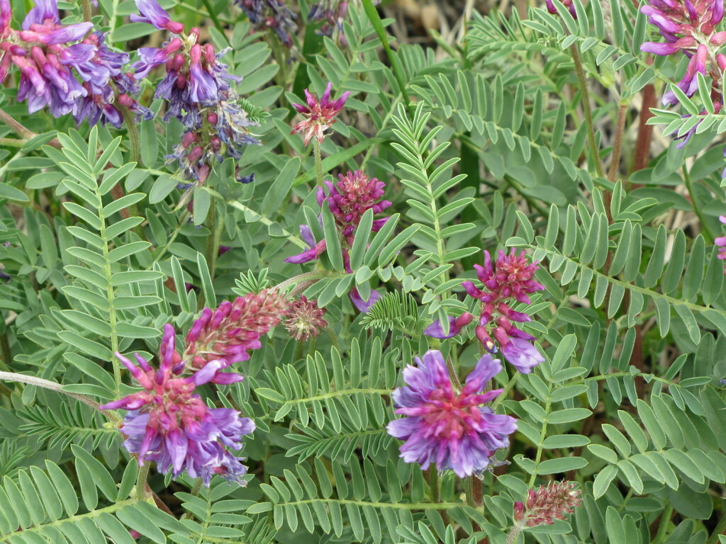Two-grooved Milkvetch from Cypress Hills Interprovincial Park, Maple ...