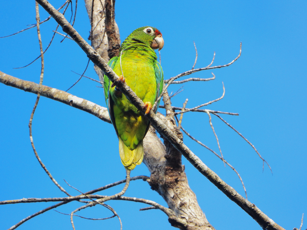 Puerto Rican Parrot in December 2022 by diomedea_exulans_li · iNaturalist