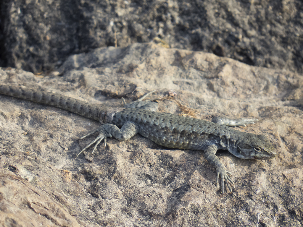 White-dotted Smooth-throated Lizard (Liolaemus antonietae) - Snakes and ...