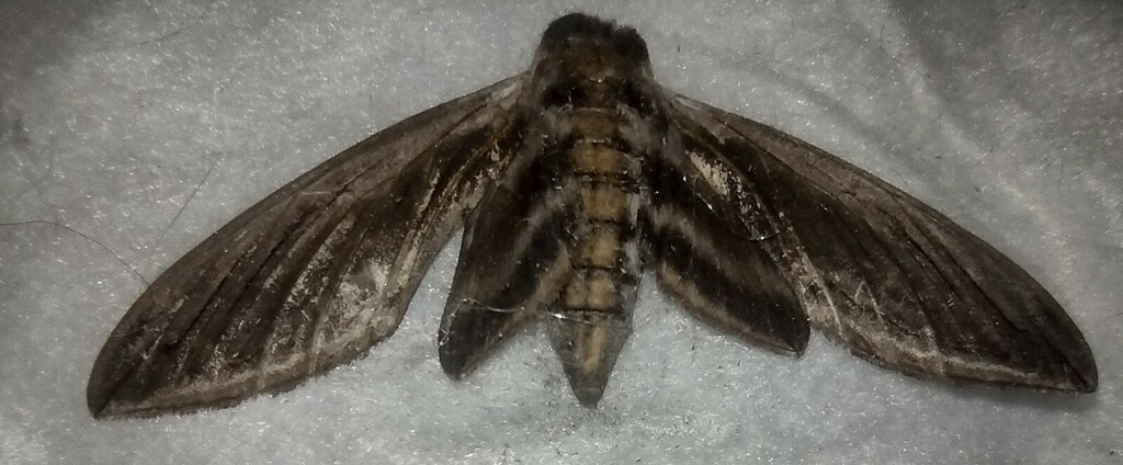 Wild Cherry Sphinx from Augusta, ME 04330, USA on January 17, 2024 at ...