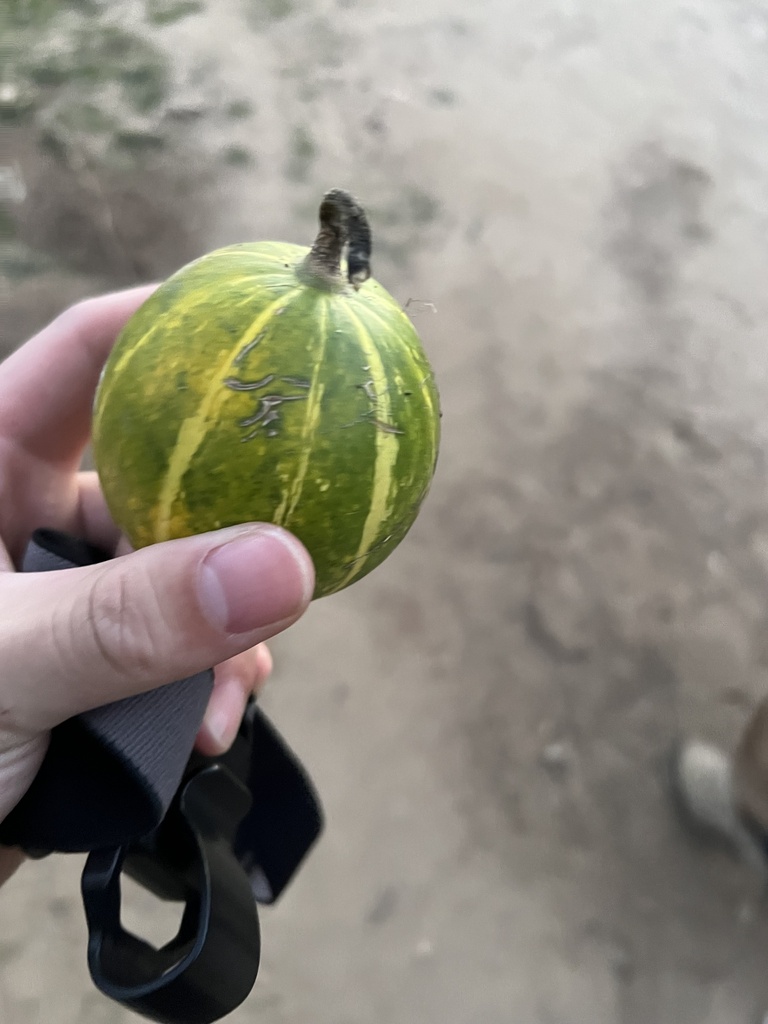 Buffalo Gourd from Marian Bear Memorial Park, San Diego, CA, US on ...