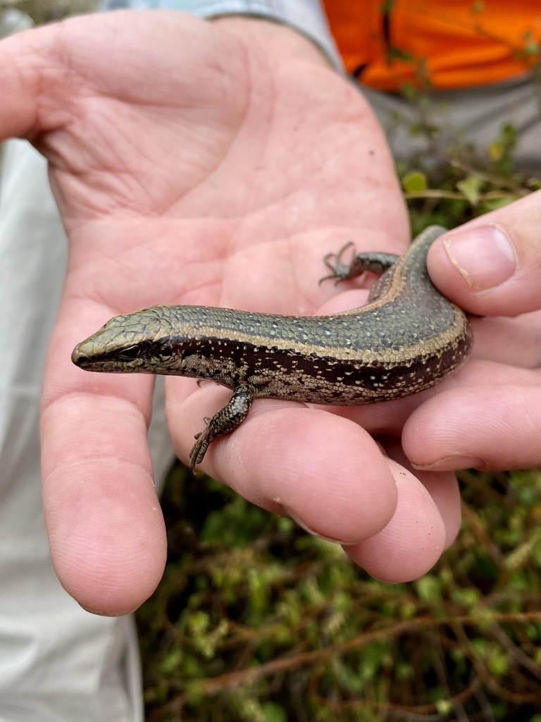 Northern Spotted Skink in January 2024 by ecojimmy. Permits are ...