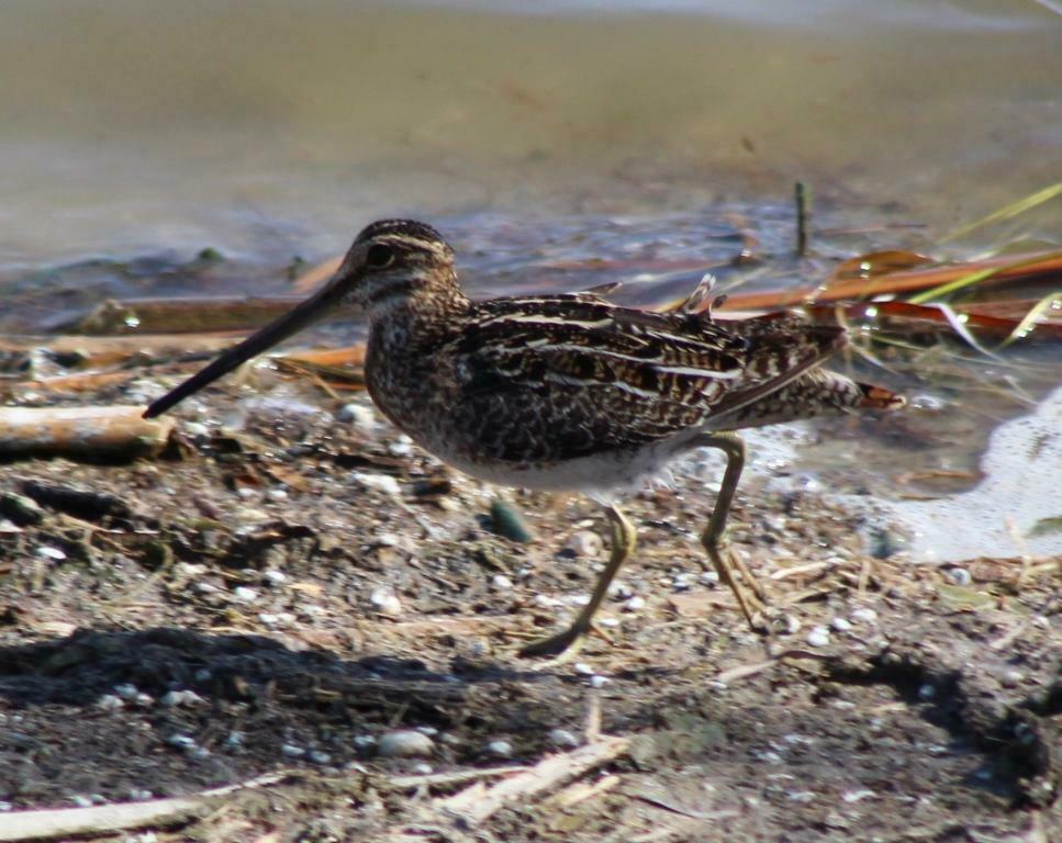 Wilson's Snipe from McMullen County, TX, USA on January 13, 2024 at 03: ...