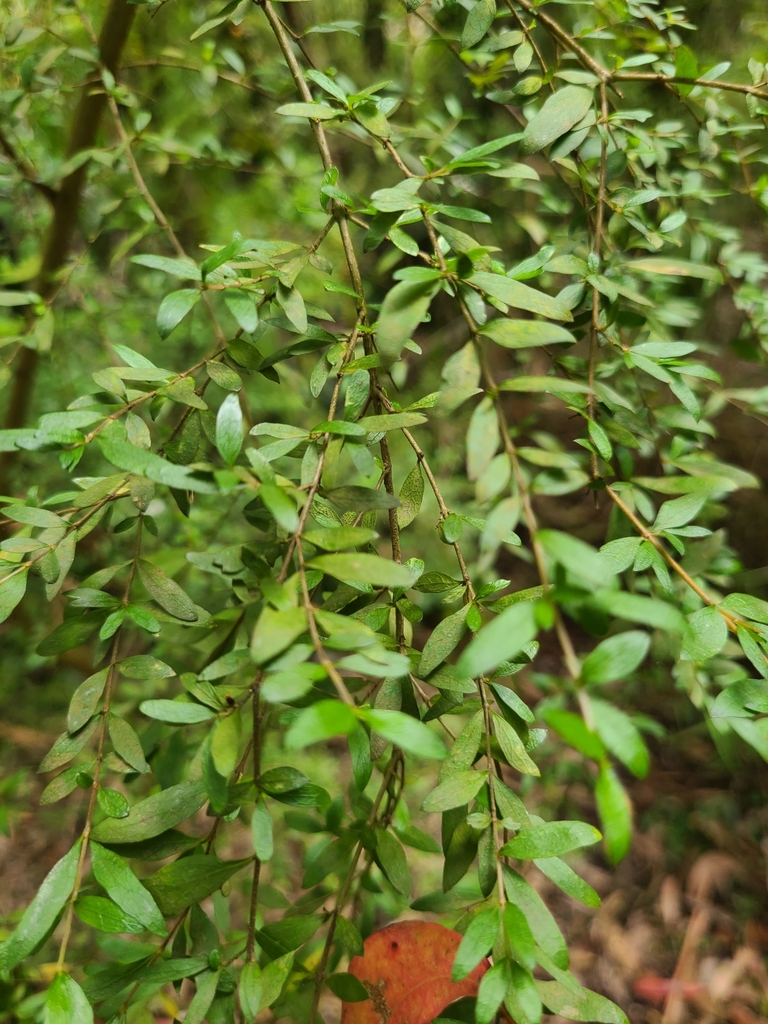 Prickly Currant-Bush from Mount Evelyn VIC 3796, Australia on January ...