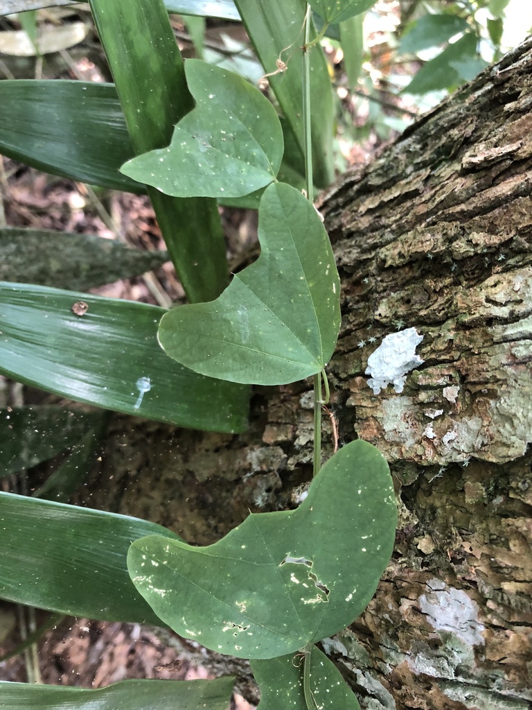 Decaloba from La Susana, Maceo, Antioquia, CO on January 10, 2024 at 10 ...