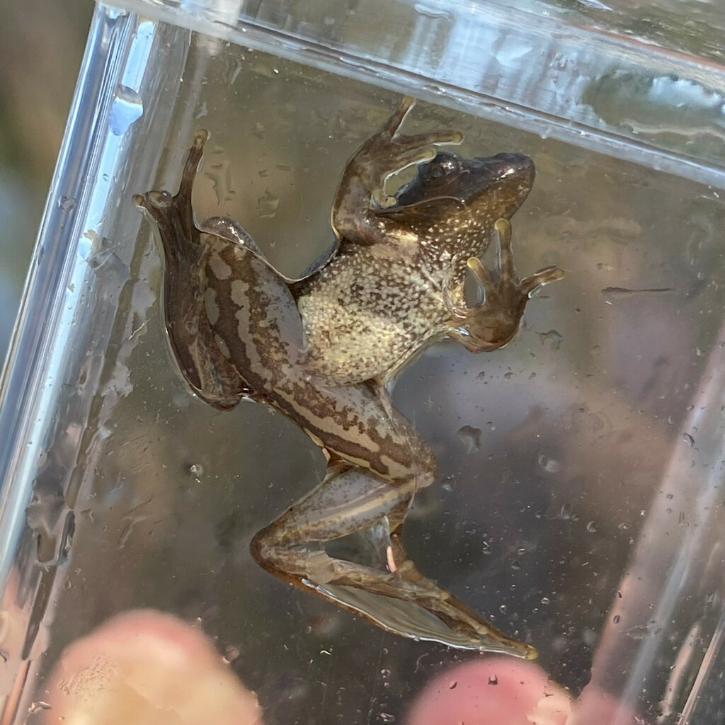Southern Cricket Frog from Highlands County, FL, USA on January 17 ...