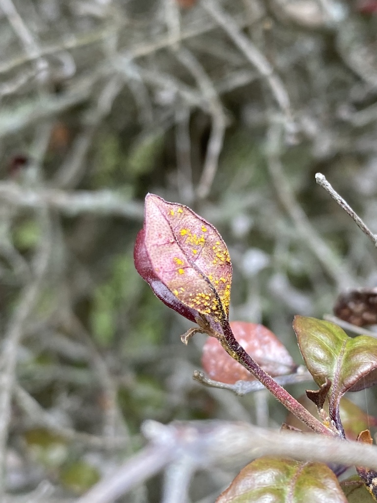 Myrtle Rust from North Island, Taupō, Waikato, NZ on January 18, 2024 ...