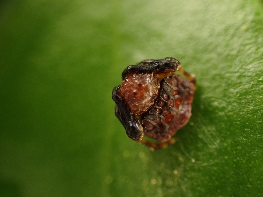 Triangular Spiders in January 2024 by Michelle Colpus · iNaturalist