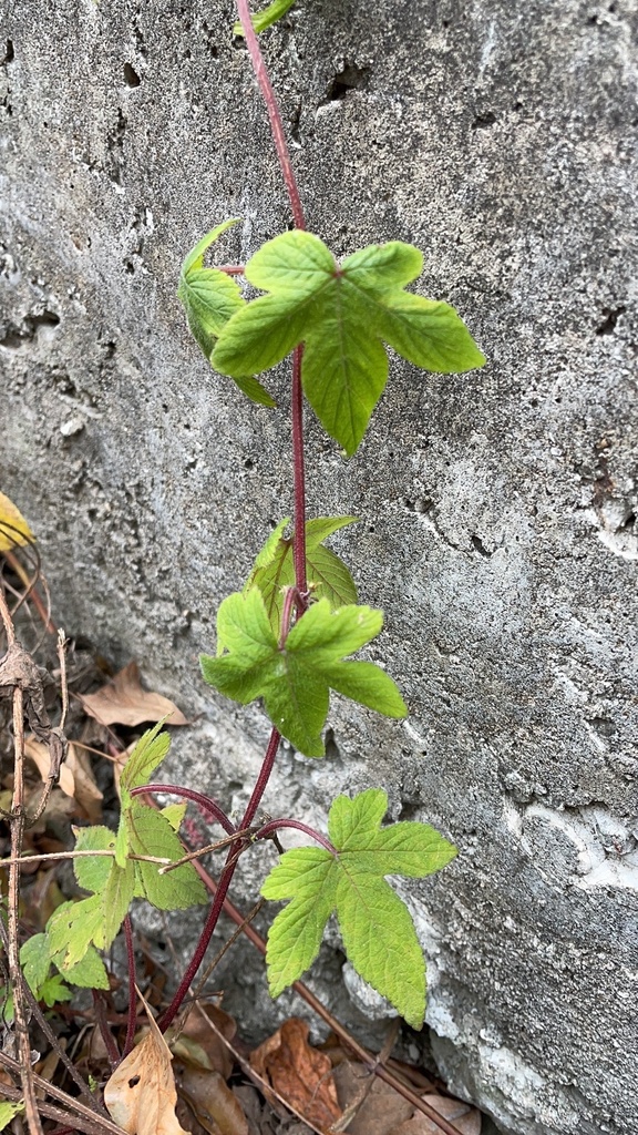 Japanese Hops from 岱山海岛公园, 舟山市, 浙江省, CN on January 18, 2024 at 12:25 PM ...