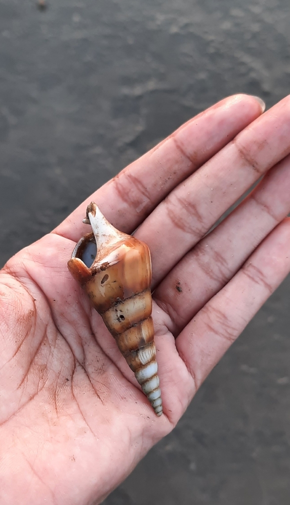 Tibia curta from 3RPF+233, Mumbai, 400047, India on January 13, 2024 at ...
