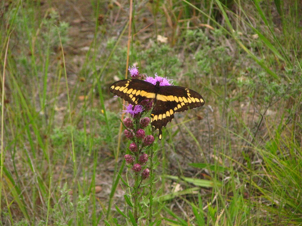 Eastern Giant Swallowtail from Chisago County, MN, USA on August 22 ...