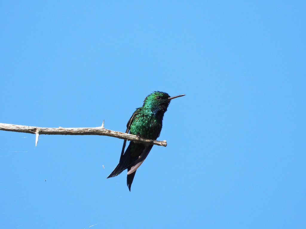 Puerto Rican Emerald (Hummingbirds of the US) · iNaturalist