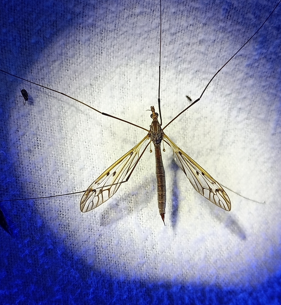Swamp Crane Fly from Waipawa 4274, New Zealand on January 12, 2024 at ...