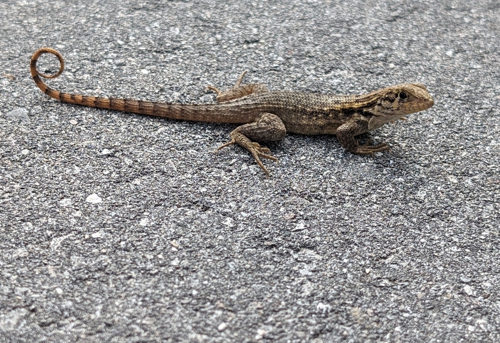 Northern Curly-tailed Lizard from Pinecrest, FL 33156, USA on January ...