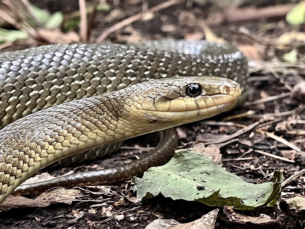 Aesculapian Snake in October 2023 by Nathan Jackson · iNaturalist
