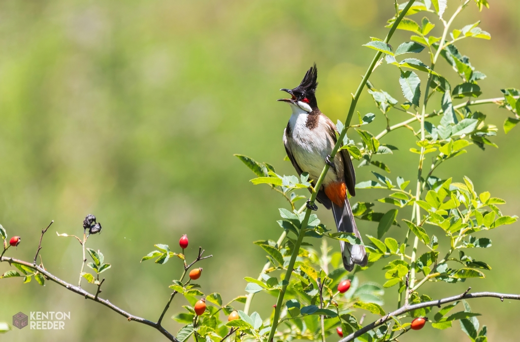 Red-whiskered Bulbul from Melbourne VIC, Australia on January 16, 2024 ...