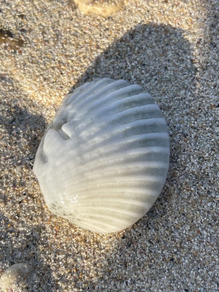Eared ark from Vieques, Vieques, Puerto Rico, US on January 05, 2024 at ...