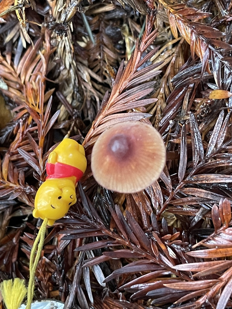 Bleeding Bonnet in January 2024 by riverj92. In redwoods with other ...