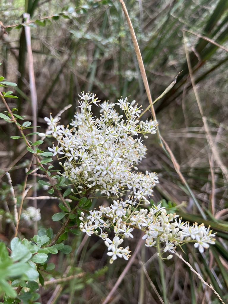 Australian Blackthorn from Princes Way, Longwarry North, VIC, AU on ...