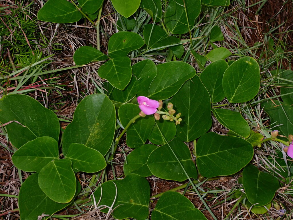 Beach Bean from Woolgoolga NSW 2456, Australia on January 18, 2023 at ...