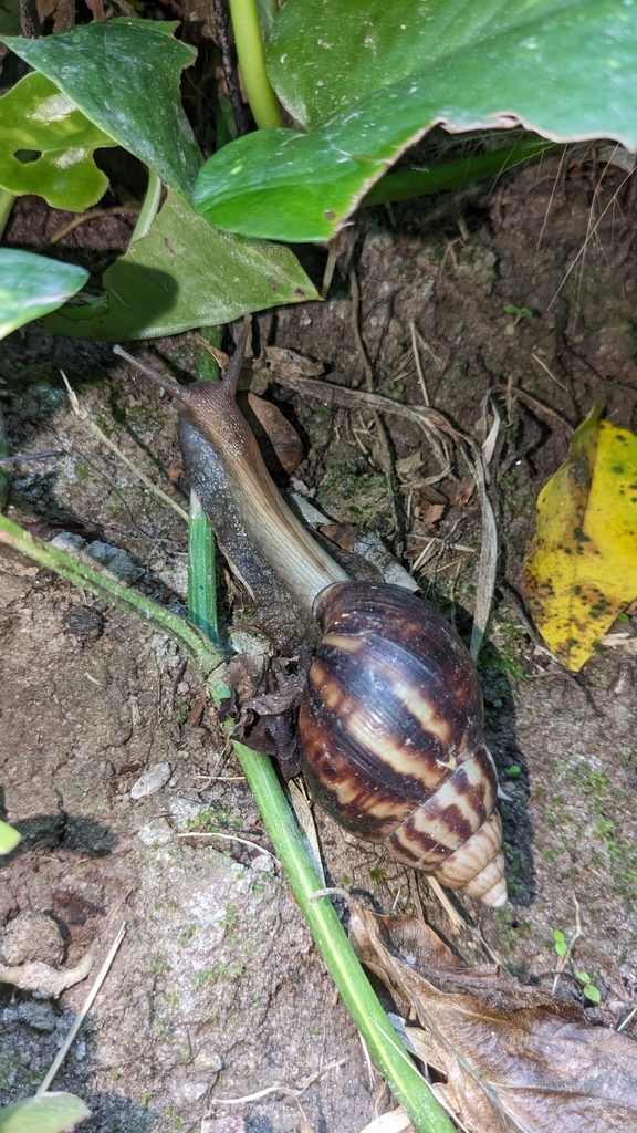 African Giant Snail from Saint Joseph Parish, Dominica on December 13 ...