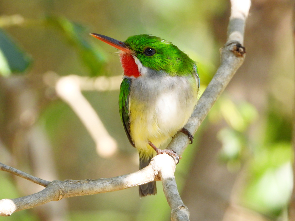 Puerto Rican Tody from Puerto Rico, Lajas, Puerto Rico, US on December ...