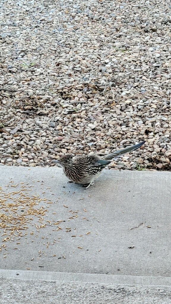 Greater Roadrunner from Summit Park, Albuquerque, NM, USA on January 10 ...
