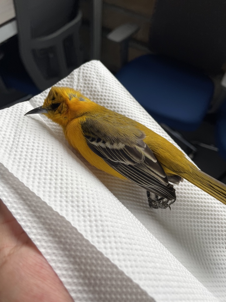 Orange Oriole from Camino Peatonal, Ucú, Yuc., MX on January 8, 2024 at ...