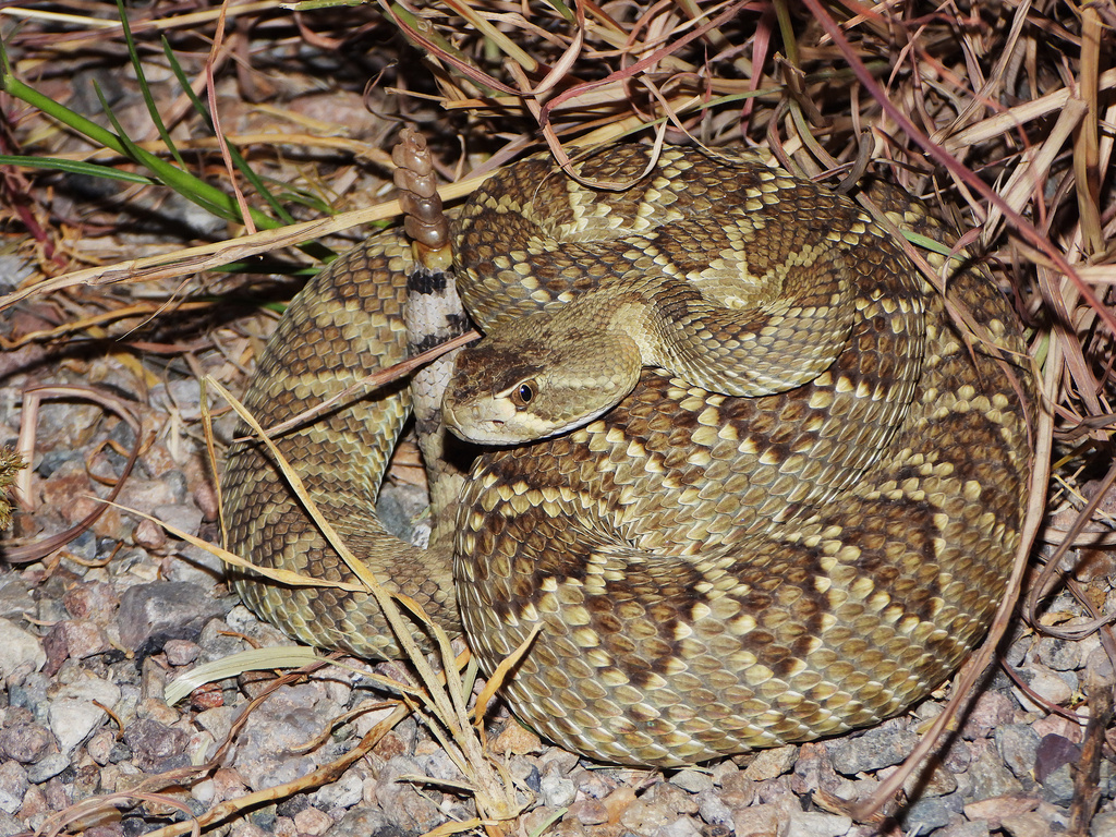 Mojave Rattlesnake (Mojave River Wildlife) · iNaturalist