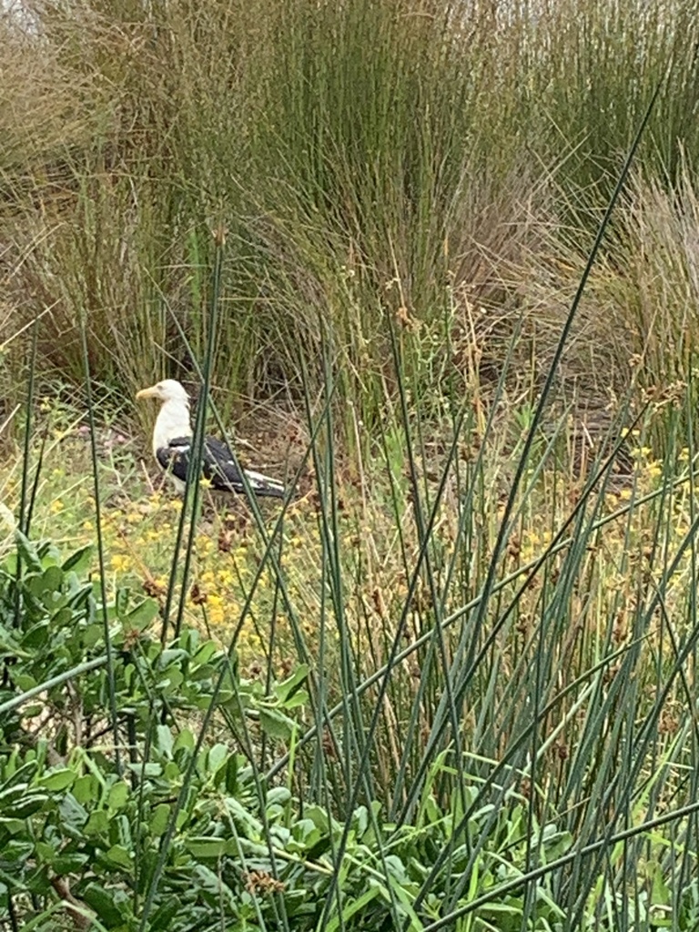 Southern Black-backed Gull from Te Ika-a-Māui/North Island, Porirua ...