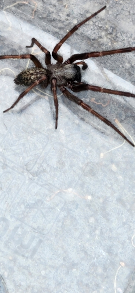 Grey House Spider in December 2023 by Yoav Daniel Bar-Ness · iNaturalist