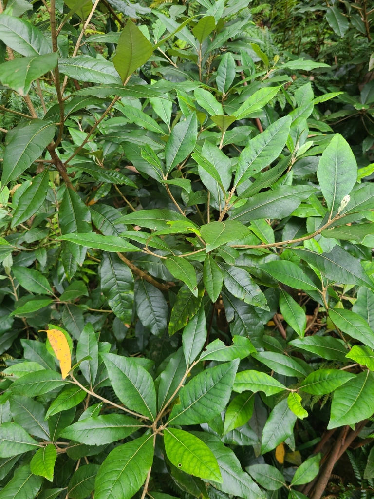 musk daisy-bush from Sherbrooke VIC 3789, Australia on January 18, 2024 ...