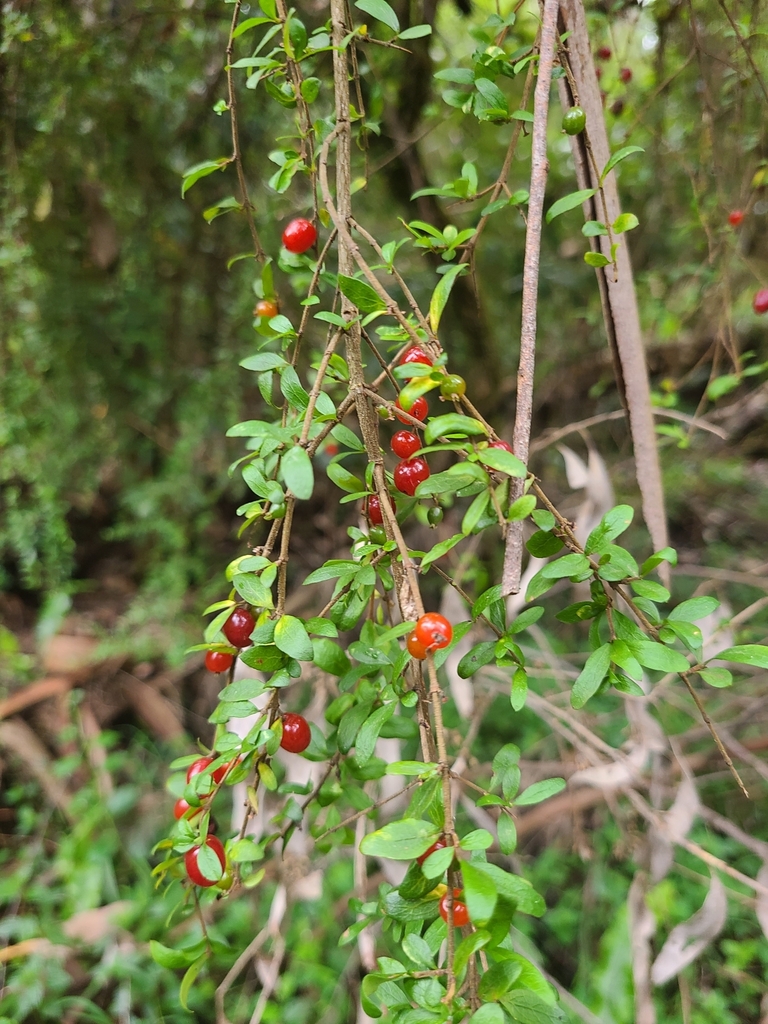 Prickly Currant-Bush from Sherbrooke VIC 3789, Australia on January 18 ...