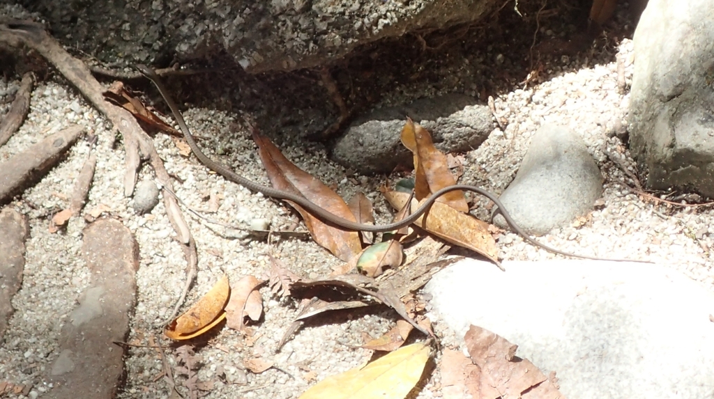Northern Tree Snake from Syndicate QLD 4873, Australia on September 12 ...
